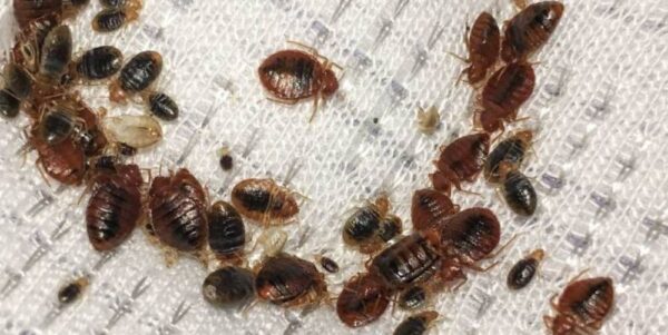 Bed Bug Extermination – Pest Control Services in Hamilton, Niagara ...