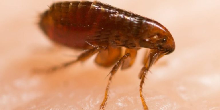 Flea Extermination : Hamilton, Burlington. Niagara, Brantford, Oakville