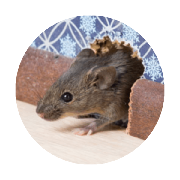 Rodent Control in Hamilton, Niagara, Halton, KW | Avid Pest