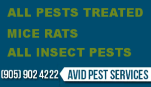 Pest Control Services : Hamilton, Niagara, Haldimand, Halton, Brantford
